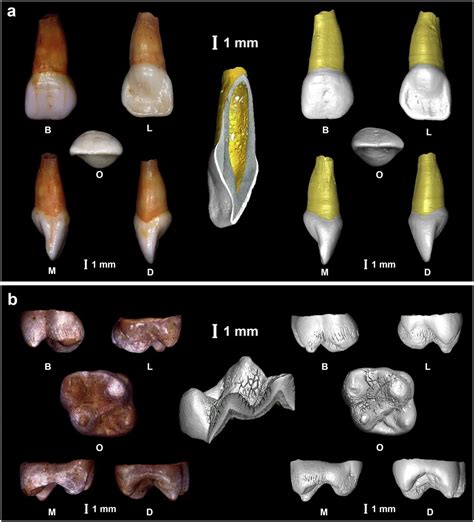 An Ice Age Infants 17000 Year Old Dna Reveals He Had Dark Skin And