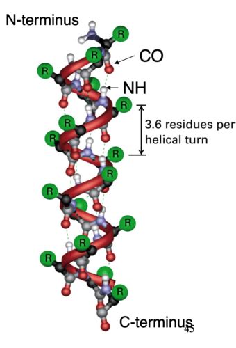 Broz Structure Et Fonction Des Protéines Karteikarten Quizlet
