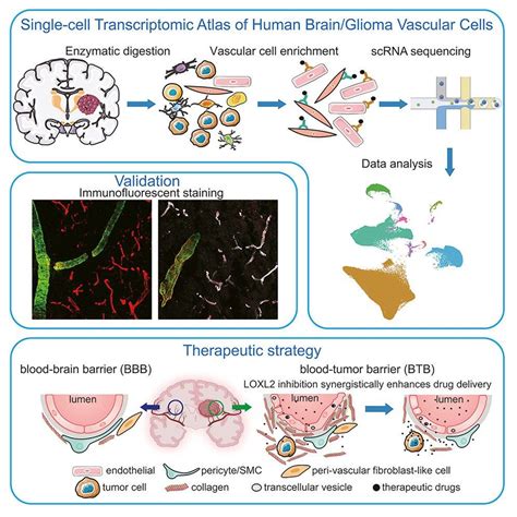 Spatialomics Spatialbiology Singlecellanalysis Singlecell