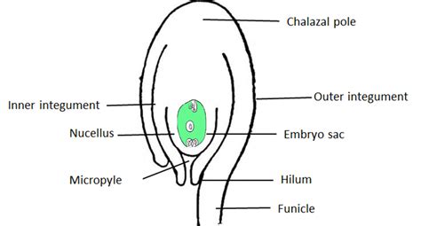 Ploidy Level Of Nucellus Endosperm Polar Nuclei Megaspore Mother