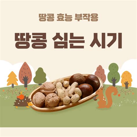 땅콩심는시기 땅콩 효능 및 부작용 알아보기 만능생활백서