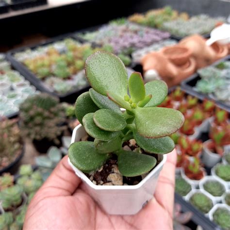 คลาสซูล่า ต้นดูดทรัพย์ Crassula Ovata กระถางสองนิ้วส่งพร้อมกระถาง สับปะรดสีบ้านสวนตากะยาย
