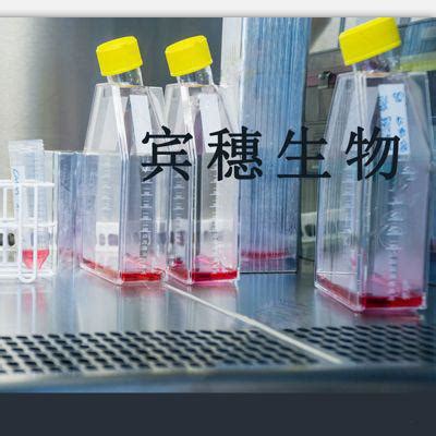 Tb 1 Lu Nbl 12蝙蝠肺复苏传代细胞配套专用培养基价格详情介绍 960化工网 960化工网