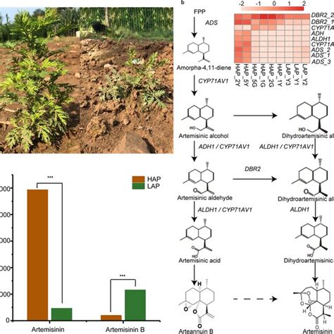 The Differences Of Phenotypes And Content Between Hap And Lap A The