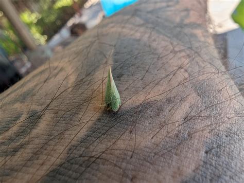 Torpedo Bug Rinsects