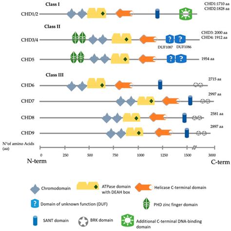 Atp Dependent Chromatin Remodellers In Inner Ear Development