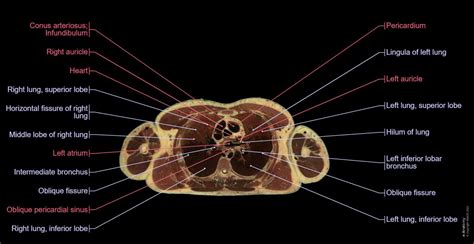 Anatomy Xiphoid Process Human Body Anatomy