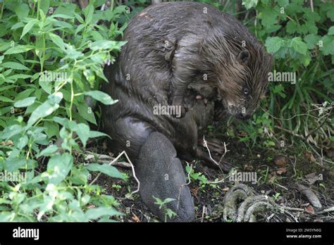 European Beaver Castor Fiber Female Oils Her Pelt Allgaeu Bavaria