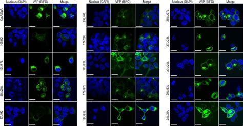 Confocal Microscopy Analysis For Membrane Dimer Formation Confocal Download Scientific Diagram