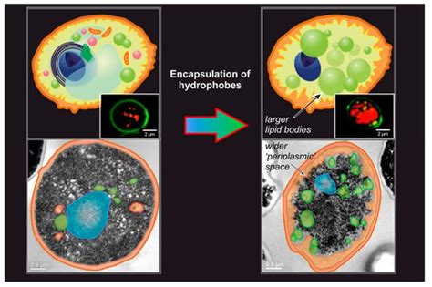 Yeast Cells In Microencapsulation General Features And Controlling Factors Of The Encapsulation