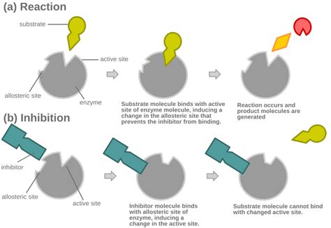Noncompetitive Vs Allosteric Inhibition Whats The Difference
