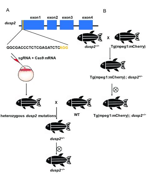 A Zebrafish Strain With Dusp2 Mutation Previously Constructed By A Zebrafish Strain With Dusp2 Mutation Previously Constructed By