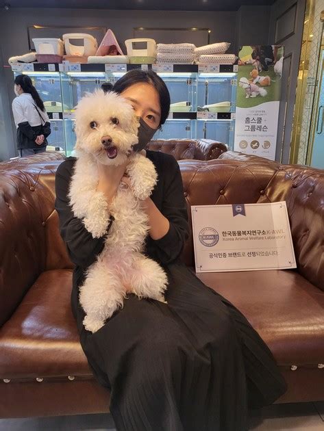 푸들 메이 빅토리아펫보호소 입양완료