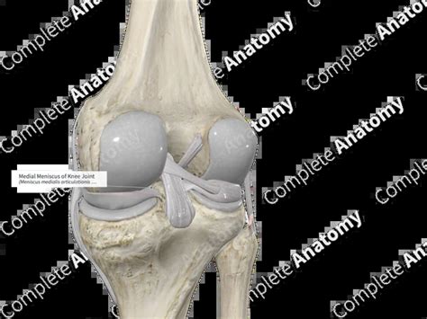 Medial Meniscus Anatomy