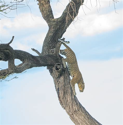 Leopard Coming Down Ndutu Tanzania Kitty Kono Flickr