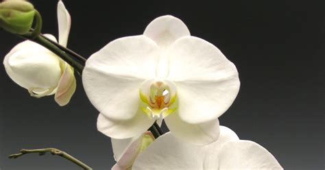 Eleletsitz Types Of White Orchids Images