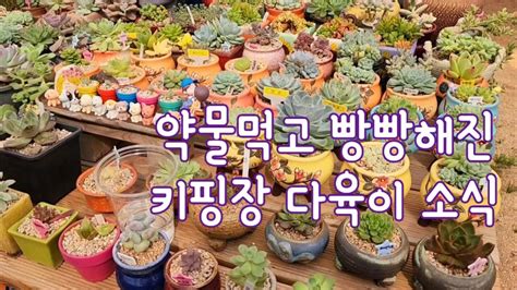 약물먹고 또 물먹고도 잘 살아있어요물 줄땐 듬뿍줘야 한대요찔끔찔끔 주면 다육이 괴롭히는거래요 다육이 多肉植物