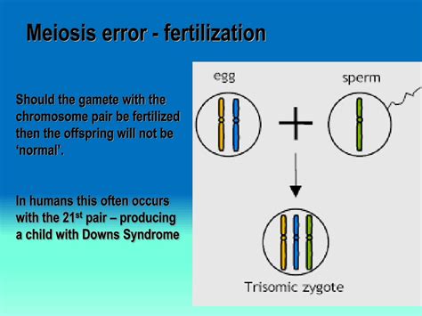 Ppt Meiosis The Source Of Genetic Diversity Powerpoint Presentation
