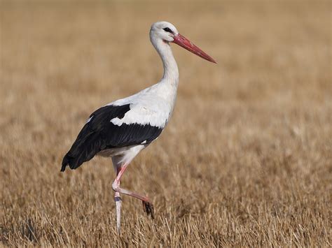 Stork Vs Crane Whats The Difference Sonoma Birding