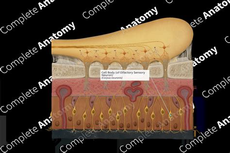 Cell Body Of Olfactory Sensory Neuron Complete Anatomy