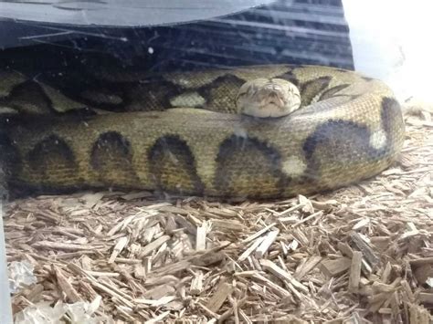 Rainbow Is My New Suntiger Female Reticulated Python Progression Page 14