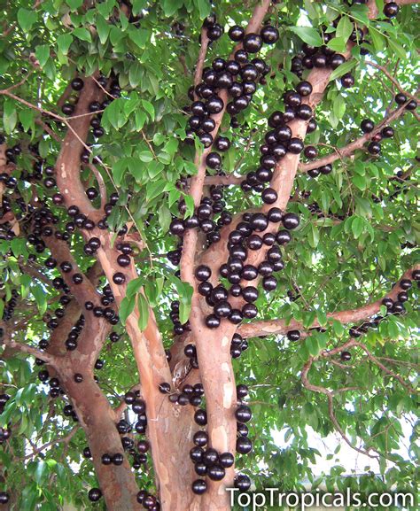 Jabuticaba Jaboticaba Has Some Tasty Cousins Florida Fruit Geek