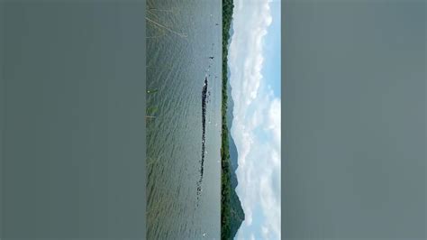 සොබා දහමේ අසිරිය පිරි😁😁 දබේආර වැව සොබා සොඳුරු Sk Youtube