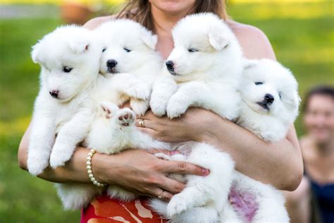 What A Choice Male Samoyed Dog Names Happy Samoyed