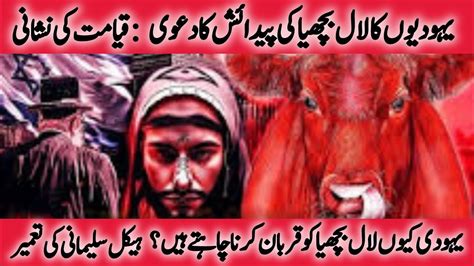 یہودی کیوں لال بچھیاکی قربانی کرناچاہتے ہیںہیکل سلیمانی کی تعمیراور دجال کا ظہورقیامت کی