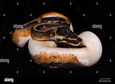 Royal Ball Python Piebald Color Mutation Isolated On Black Velvet