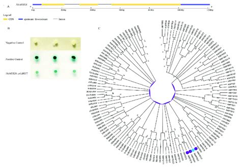 Basic Characterizations Of Memyb26 A Gene Structure B Phylogenic