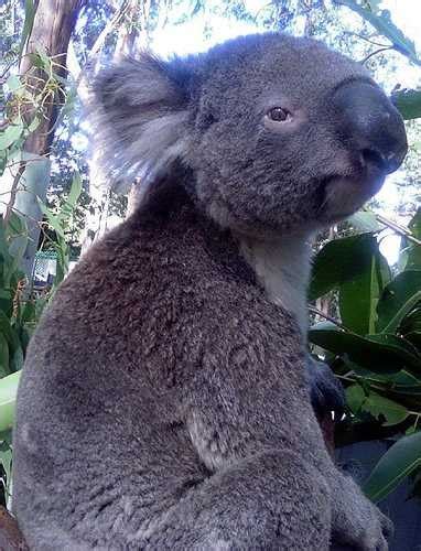 Koala Labeled Image Dataset Images Cv