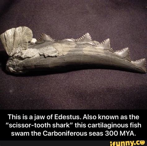 Scissor Tooth Shark