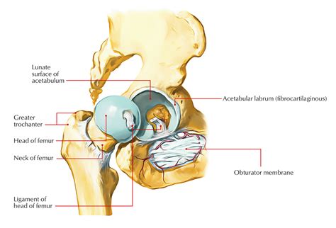 easy notes on 【hip joint】learn in just 4 minutes