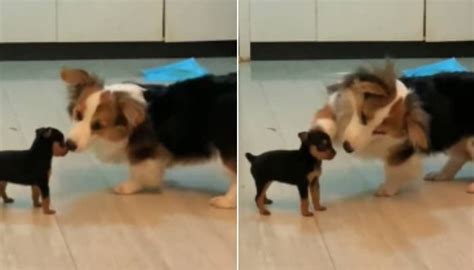 덩치 작은 새끼 강아지가 진심으로 너무 귀여웠던 강아지가 앞발 내밀며 보였다는 의외의 행동