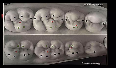 Morfologia Oclusal Dientes Posteriores Pdf Pdf