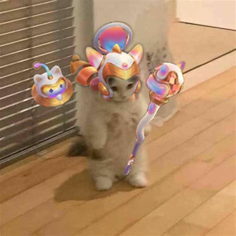 Download Funny Cute Cat Meme Pfp Wallpaper