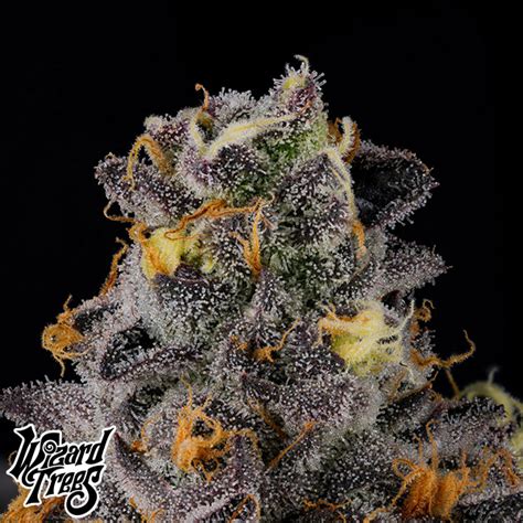 Wizard Trees Genetics Rainbow Swirl