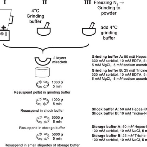 Schematic Representation Outlining The Three Extraction Methods I Ii
