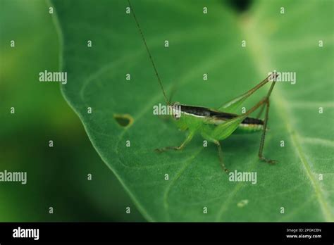 Green Grasshopper On Leaf Grasshopper Eyes Looking Macro Eyes