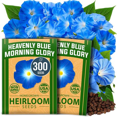 Home Grown Morning Glory Seeds Heavenly Blue 2 Pack 300