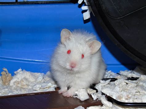 Red Eyed White Hamster Genetics