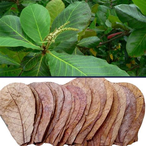 Dried Catappa Leaves Terminalia Catappa Indian Almond