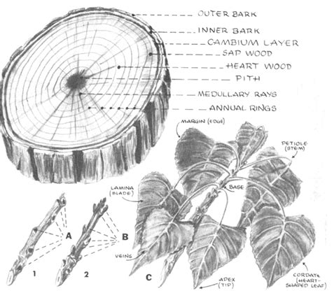 How To Draw Trees Bark Twigs Leaves And Foliage Drawing Tutorial Page 2 How To Draw Step