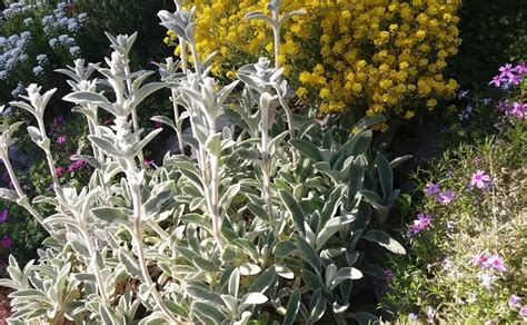 Многогодишни растения 2024