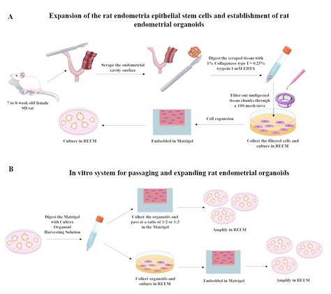 Generation And Characterization Of Rat Uterus Organoids From Rat