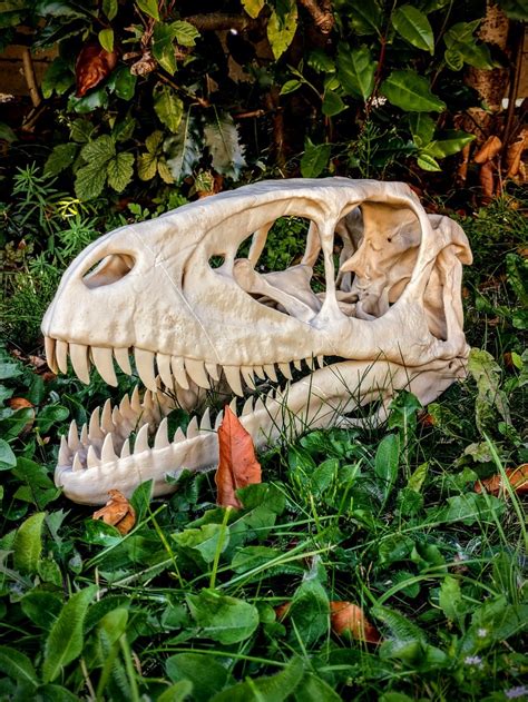 Deinonychus Skull Replica