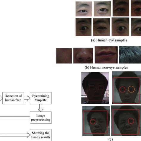 Human Eye Detection Process Download Scientific Diagram