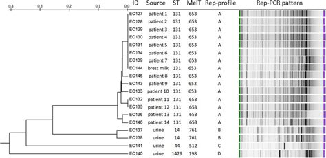 Concordance Of Rep Pcr Mlst And Mini Mlst Methods Were Compared With