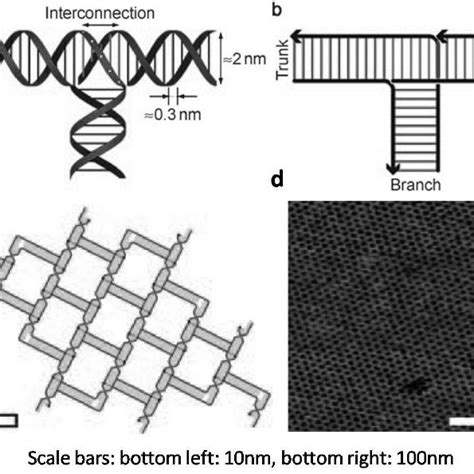 Dna Tiles Dx Tx And The Cross Tile Download Scientific Diagram